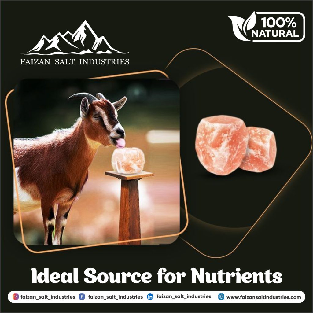 The Benefits of Himalayan Salt Licks for Livestock – Faizan Salt Industries